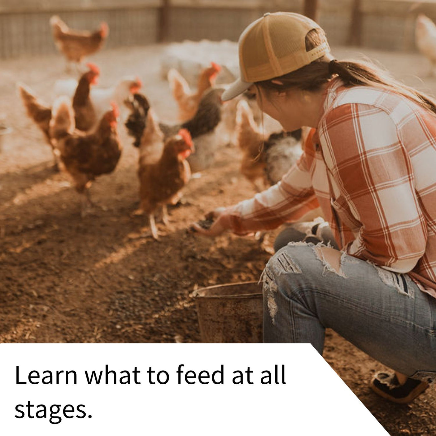 The Ultimate Guide to Raising Chickens