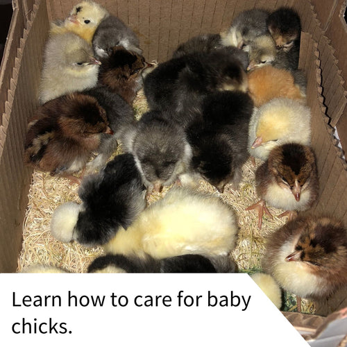 The Ultimate Guide To Raising Chickens